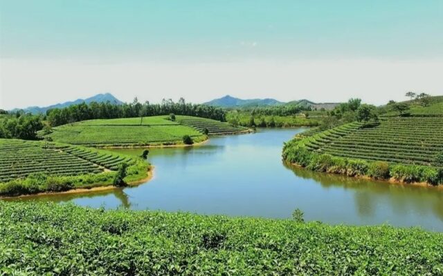 Du lịch Đảo Chè Thanh Chương: Thiên đường xanh xứ Nghệ 2025